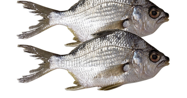 Thirali (0.85-1 lb) - திரளி