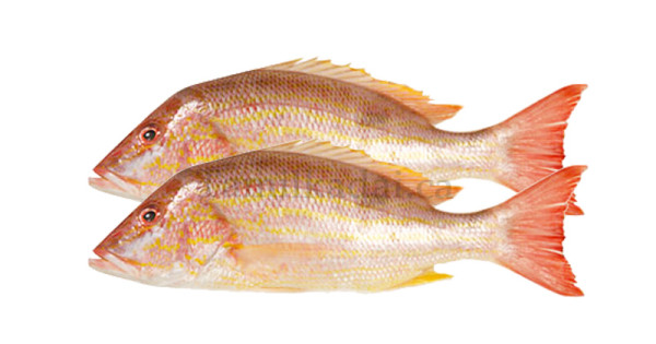 Red Snapper-Clean and Cut slice Ready to Cook (0.85Lb to 1 Lb ...